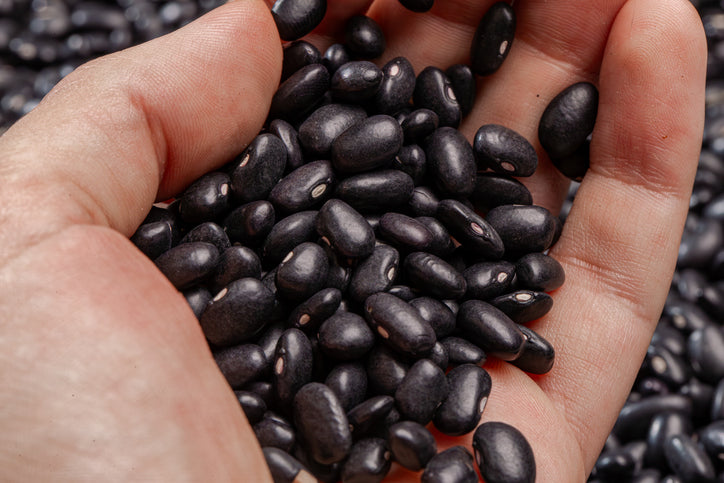 What Are Black Turtle Beans? Growth Process & Popular Uses – Grow Organic
