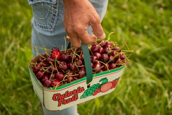 Cherry Picking Guide to Maximize Your Cherry Picking Season – Grow Organic