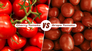Cherry vs Grape Tomatoes for Gardeners: Yield, Taste, & Care – Grow Organic