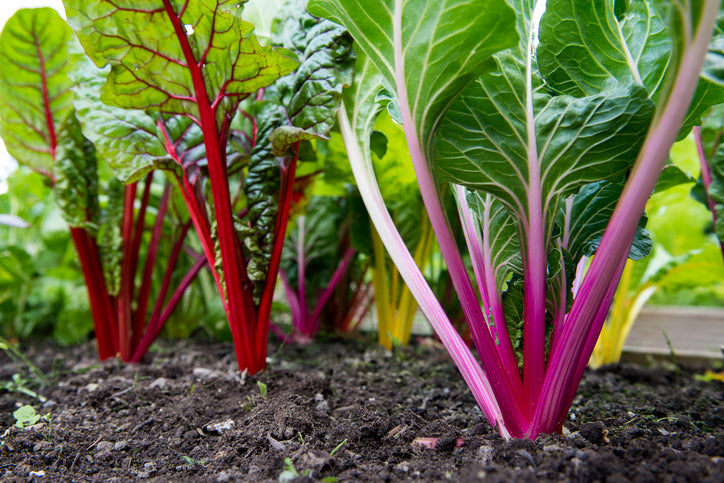 Germinating Swiss Chard from Seed to Harvest Guide – Grow Organic