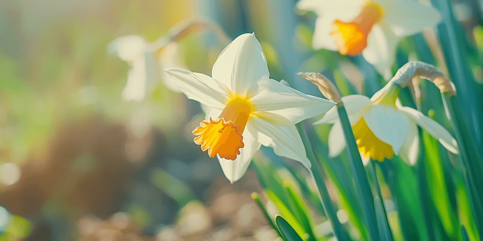Forcing Daffodil Bulbs Indoors for Winter Blooms – Grow Organic