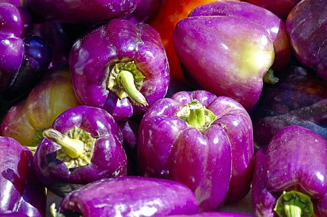 Purple Peppers Explained: Top Purple Pepper Varieties – Grow Organic