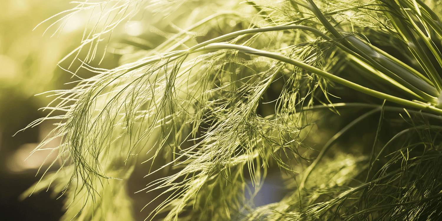 Overwintering Fennel: A Comprehensive Guide – Grow Organic
