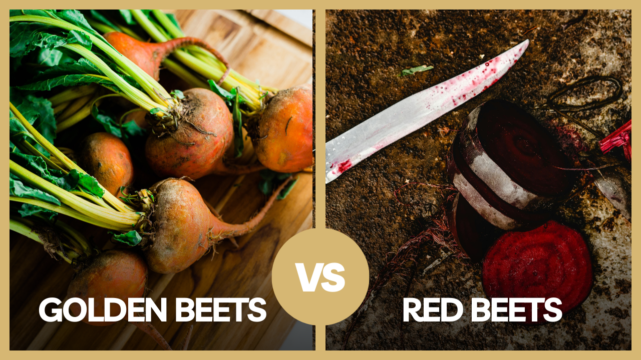 Golden Beets vs Red Beets: Taste, Color & Cooking Tips Guide – Grow Organic