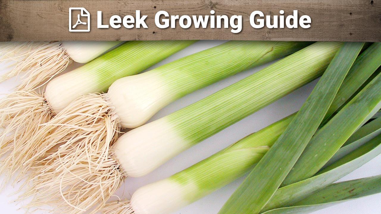 Leek Growing Guide - Organic Gardening Blog – Grow Organic