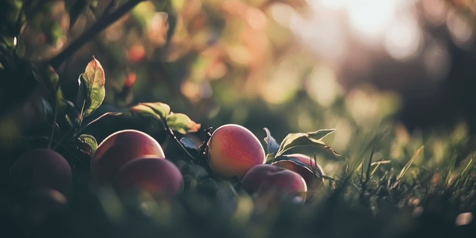 Pest and Disease Management for Nectarine Trees – Grow Organic