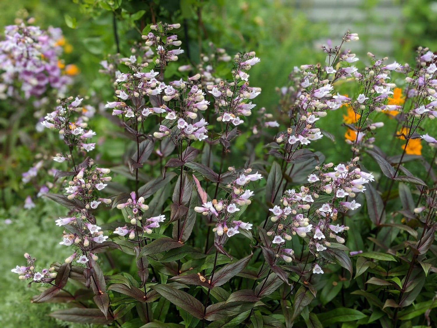 Oregon's Pollinators: A Guide to Native Plant Selection – Grow Organic