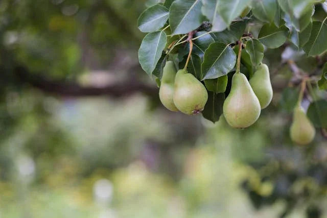 Where Do Pears Grow? Guide to Pear Tree Growing Zones – Grow Organic