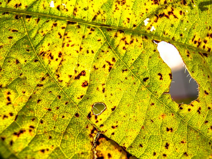 Bean Rust: Identification, Treatment, and How to Prevent It – Grow Organic