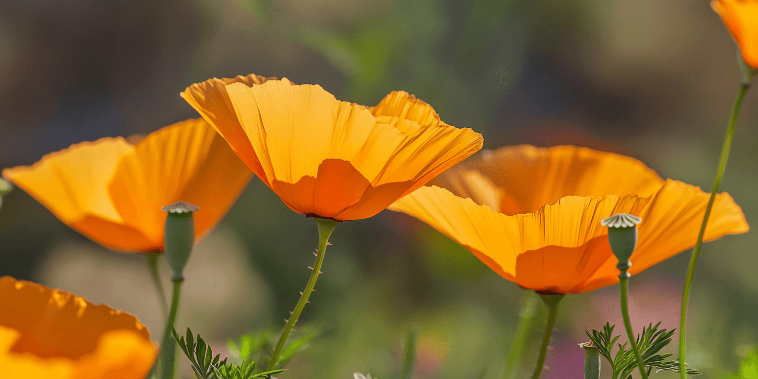 Discovering Poppy Varieties – Grow Organic