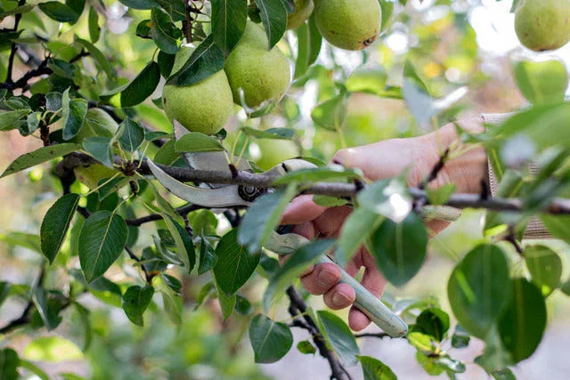 How to Prune a Pear Tree: Timing, Tools & Techniques – Grow Organic