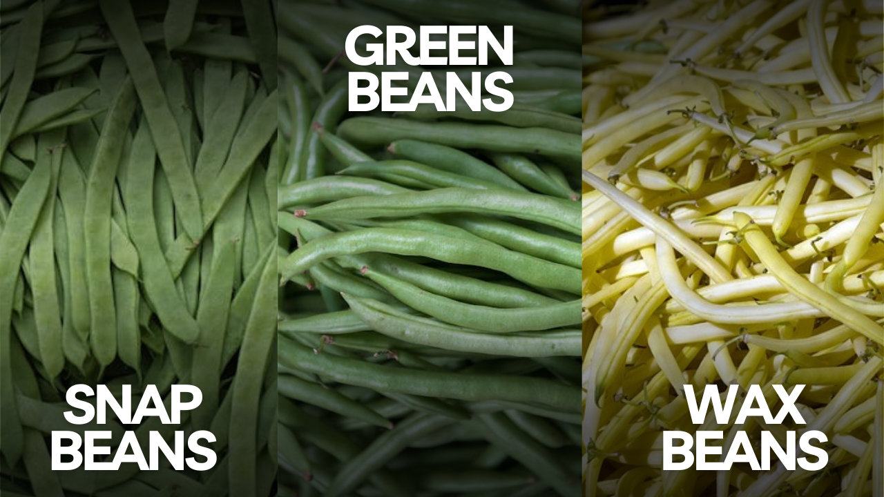Snap Beans vs Green Beans vs Wax Bean: Differences Explained – Grow Organic