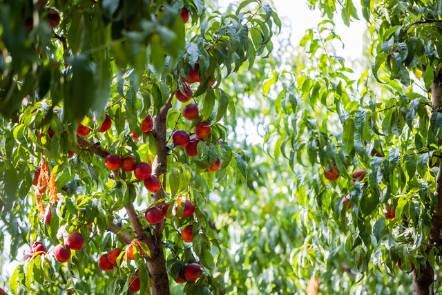 Nectarine Season: Timing, Harvest, and Growing Tips – Grow Organic