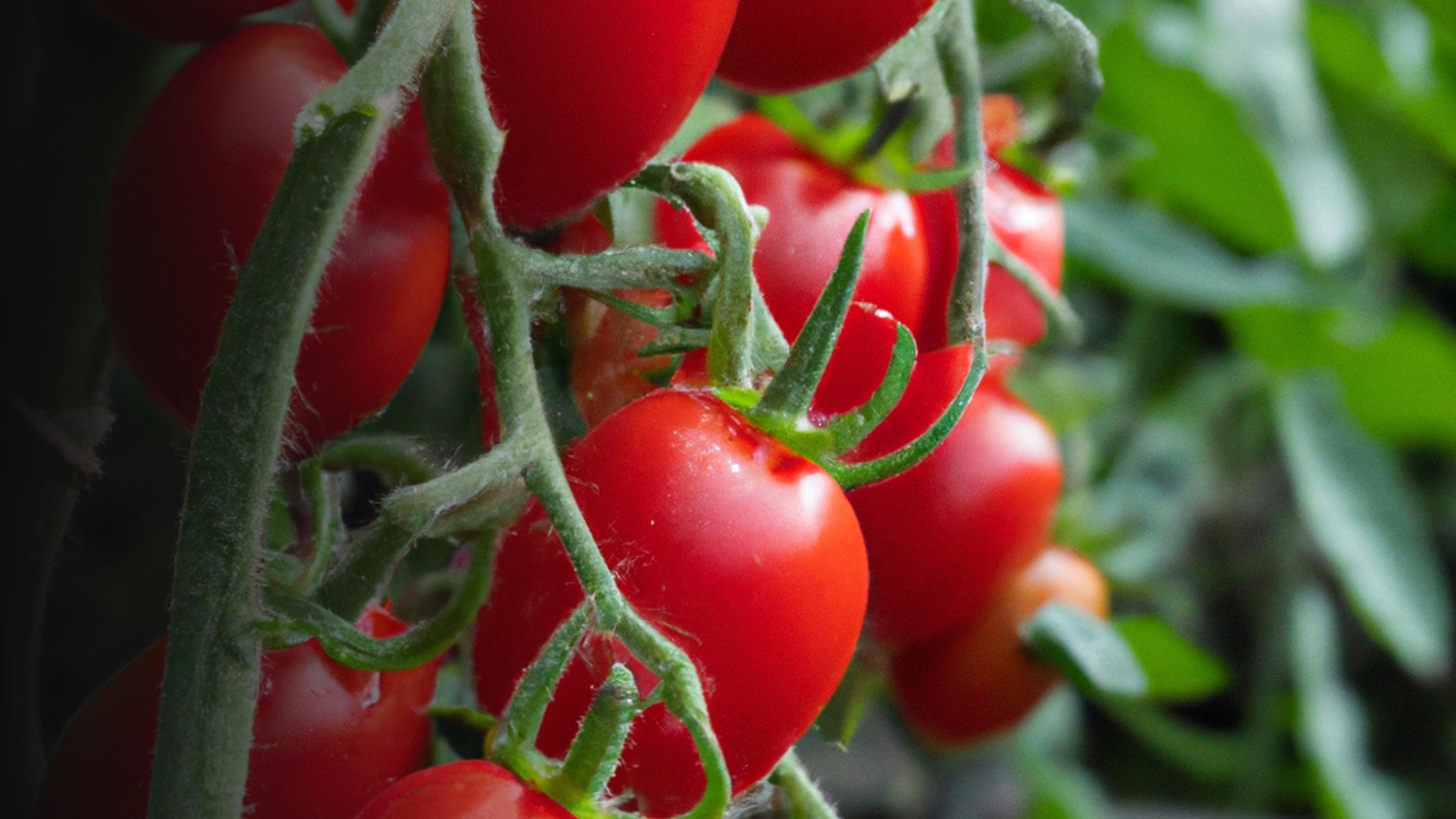 Benefits of Removing Tomato Suckers in an Organic Garden – Grow Organic