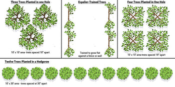 High Density Fruit Tree Planting & Pruning: Fruit Tree Spacing Tips ...