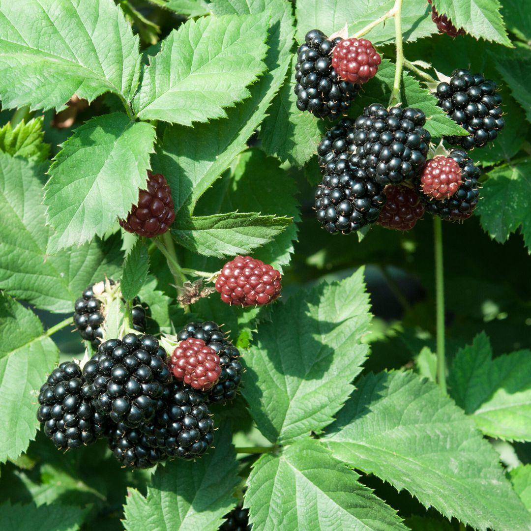 Growing Marionberries: Where Do Marionberries Grow and the Story of th ...