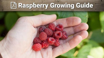 Raspberry Growing Guide - Organic Gardening Blog – Grow Organic