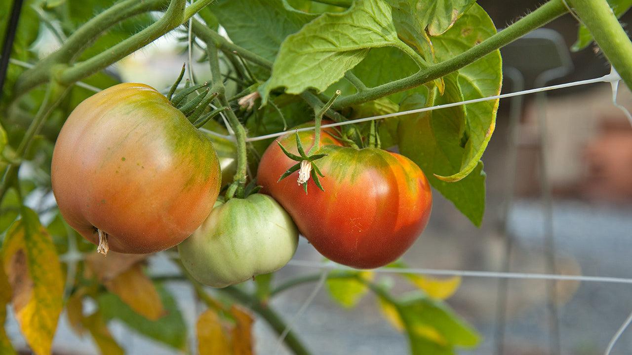 What Month Do Tomatoes Ripen? A Grower’s Guide to Perfect Timing – Grow ...