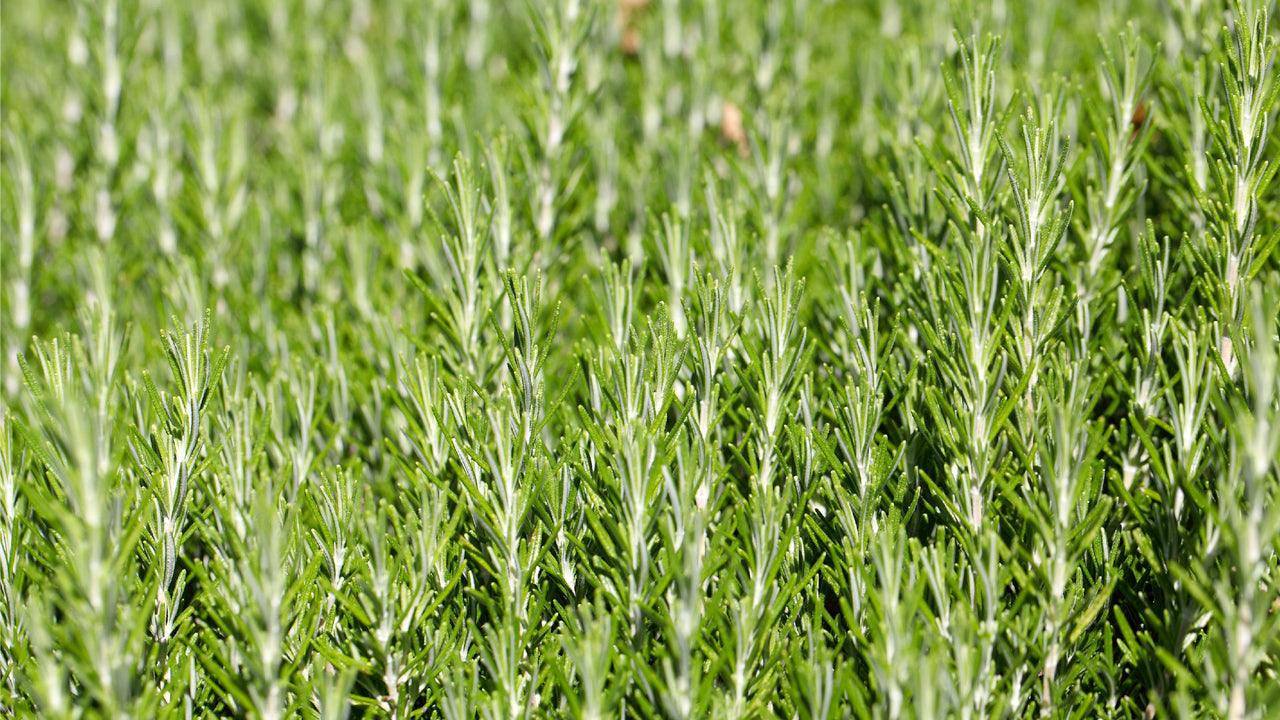 Propagation by Cuttings: Wounding vs Heel Cutting - Organic Gardening ...