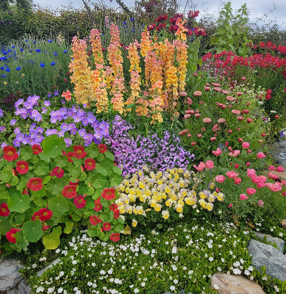 Annie's Annuals & Perennials Plant Collections – Grow Organic