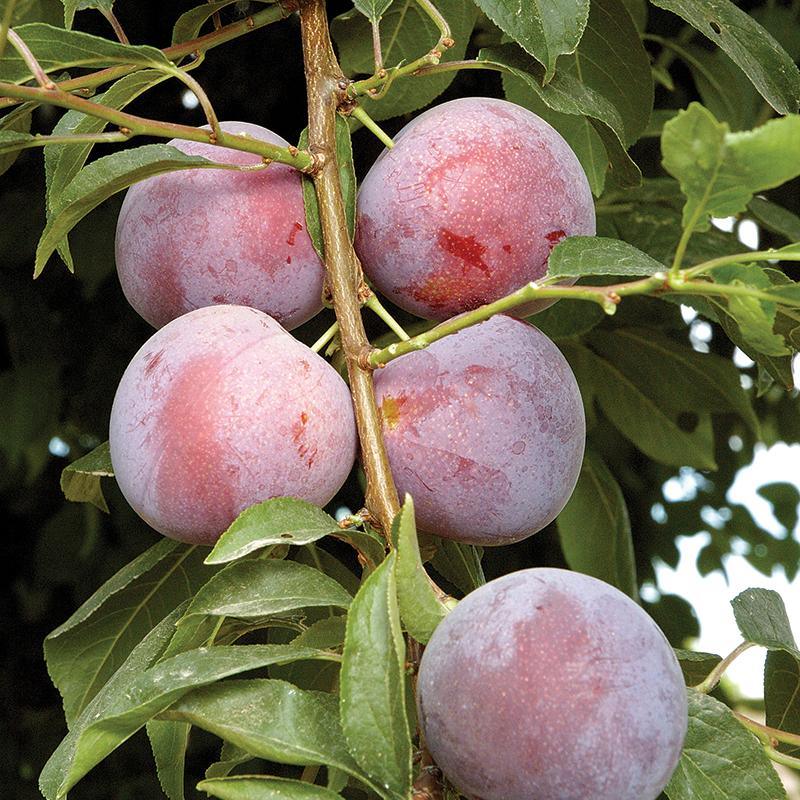 Bare Root Plum Trees & Plum Tree | Buy Plum Tree – Grow Organic