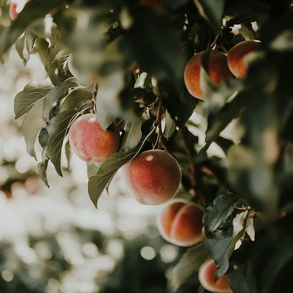 Organic Fruit & Nut Trees | Bare Root, Potted, Dwarf, and Self ...