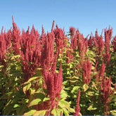 Amaranth Seeds & Organic Amaranth Seeds | Amaranth Seeds for Sale ...