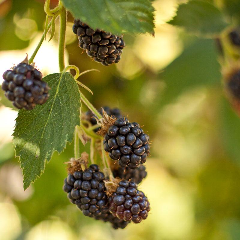 Organic Blackberry Plants & Bare Root Blackberry Plants | Blackberry ...