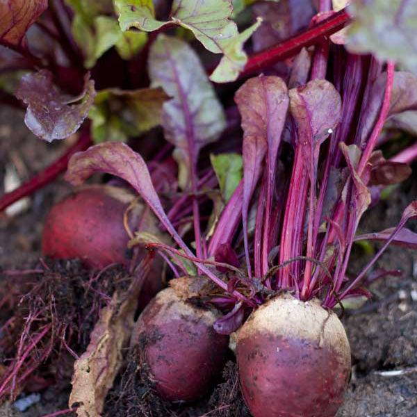 Organic & Non-GMO Beet Seeds from $3.99 - Grow Organic