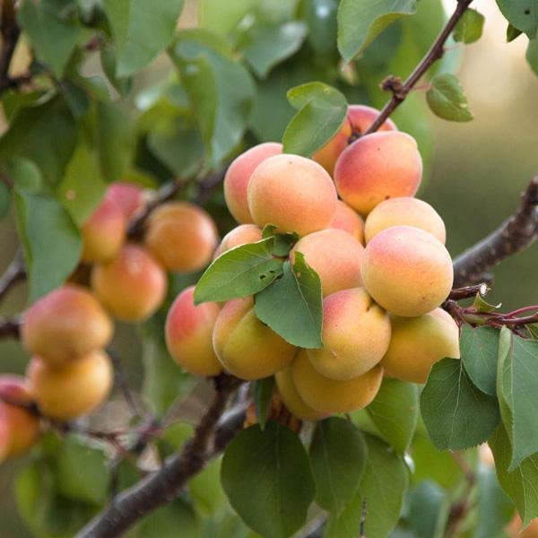 Aprium Tree | Aprium Trees for Sale & Grow Your Own Aprium Fruit – Grow ...