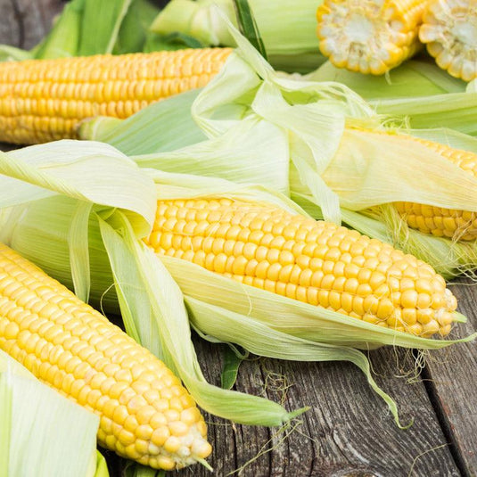 Organic Corn Seeds | Non-GMO Corn | Organic Corn Seeds for Sale – Grow ...