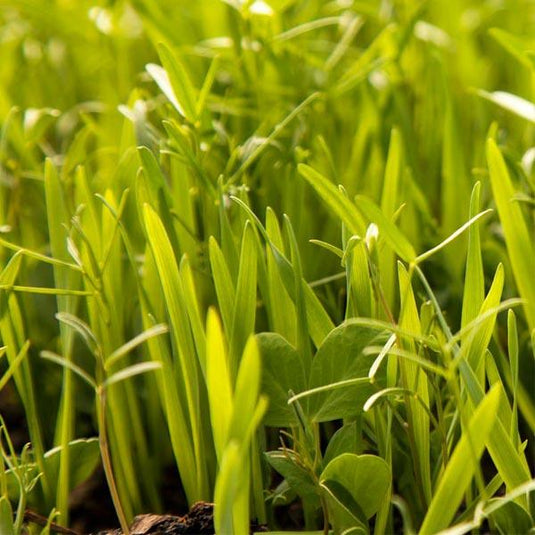 Soil Building Cover Crop Seeds for Sale - Grow Organic