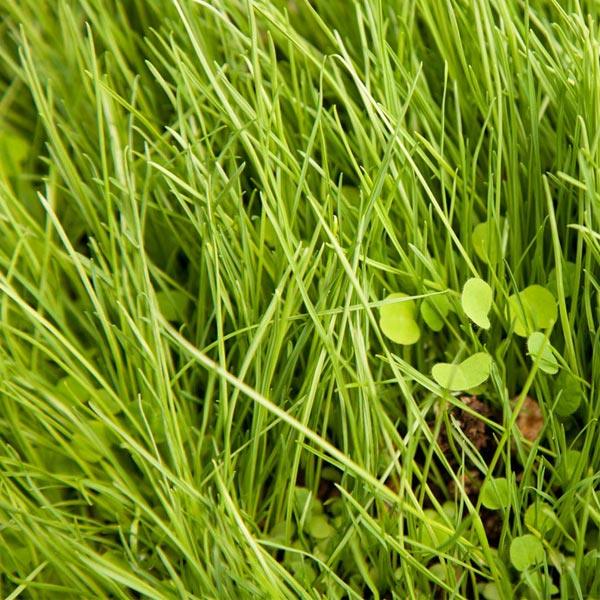 Buy Cover Crop Seeds | Organic Cover Crop Seed | Grow Organic