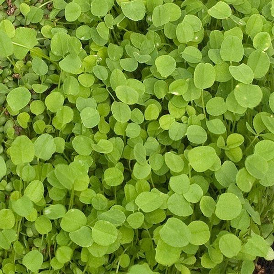 Clover Seeds For Lawn and Landscaping – Grow Organic