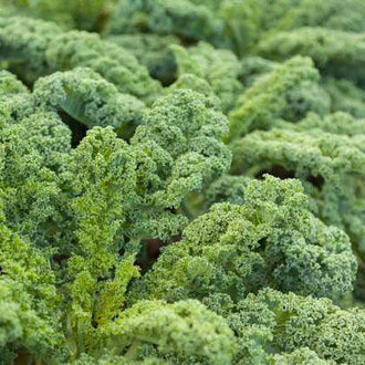 Organic Seeds, Non GMO Seeds, and Heirloom Seeds | Grow Organic