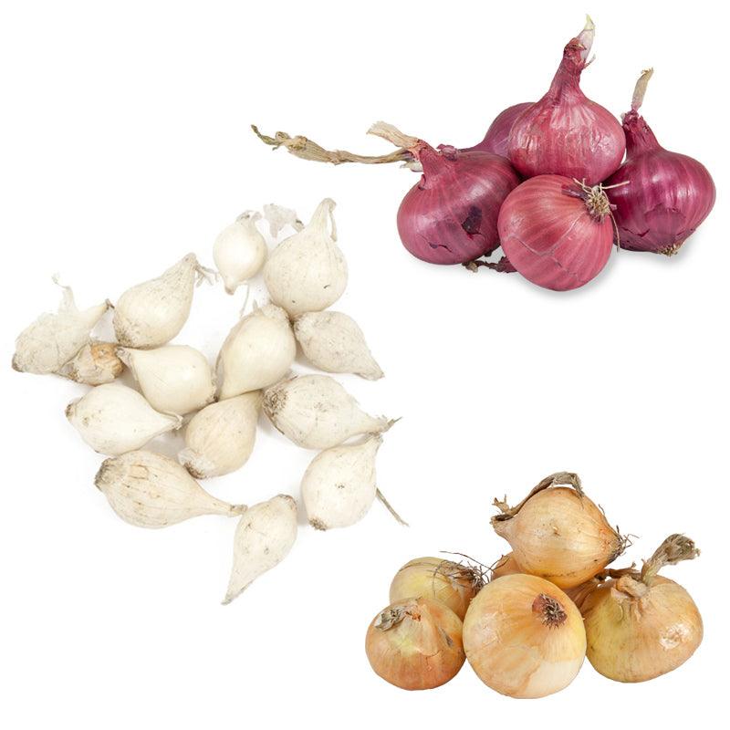 Onion Sets and Premium Onion Seeds | Onion Sets for Sale – Grow Organic