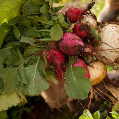 Organic & Non-GMO Radish Seeds from $3.99- Grow Organic