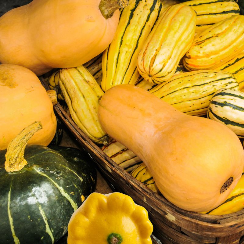 Organic & Non-GMO Squash Seeds from $3.99 - Grow Organic