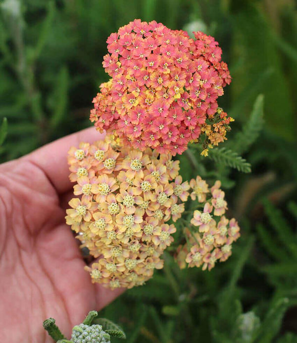 Achillea Millefolium - Salmon Beauty – Grow Organic