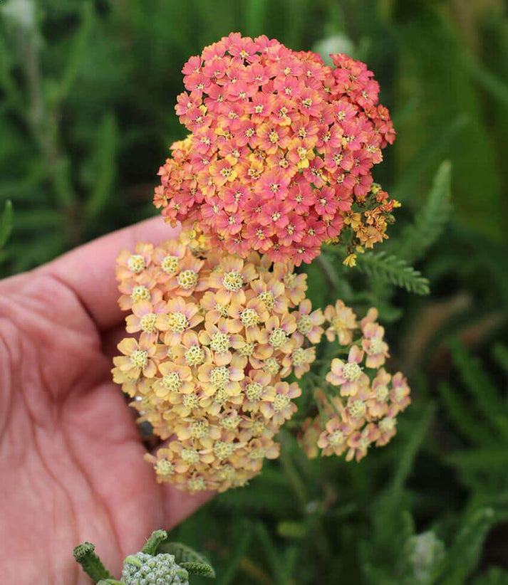 Achillea Millefolium - Salmon Beauty – Grow Organic