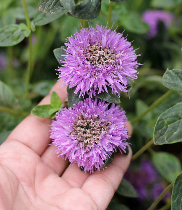 Monardella Villosa - Russian River – Grow Organic
