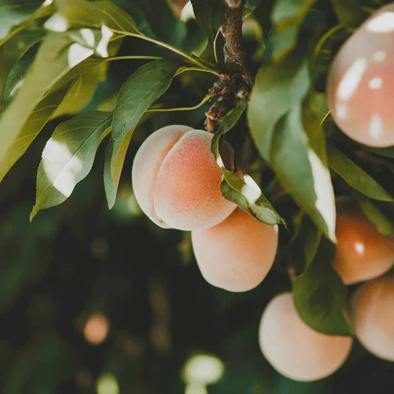 How to Tell If a Peach Is Ripe Using the 6-Sense Method – Grow Organic