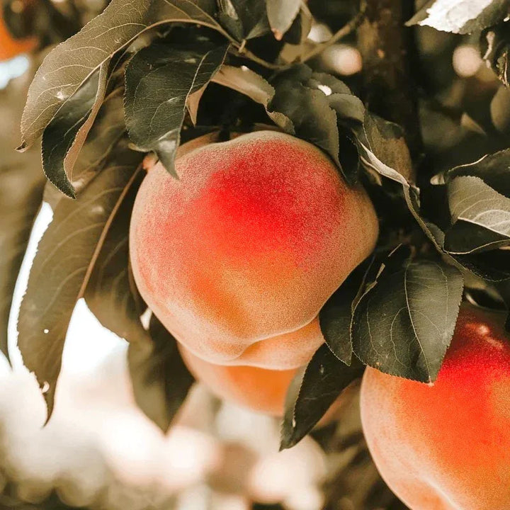 Self Pollinating Peach Trees: Choose Your Peach Tree Variety – Grow Organic