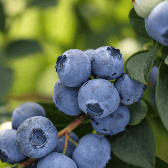 Blueberry - Top Hat 3.5" (Mid Harvest) - Grow Organic