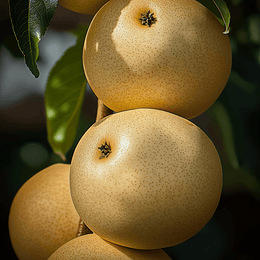 20th Century Asian Pear Tree for Sale - Grow Organic