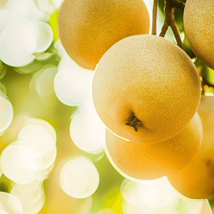 20th Century Asian Pear Tree for Sale - Grow Organic