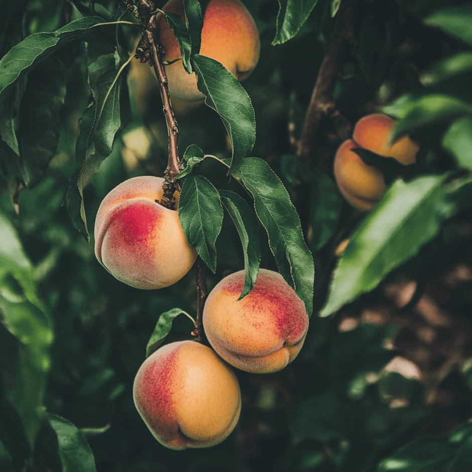 Grafted Fruit Trees | Multi Grafted Fruit Trees | Grafted Fruit Trees ...