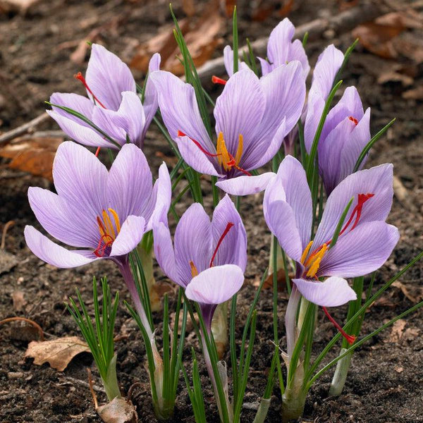 Saffron Crocus Bulbs (Pack of 12) - Grow Organic
