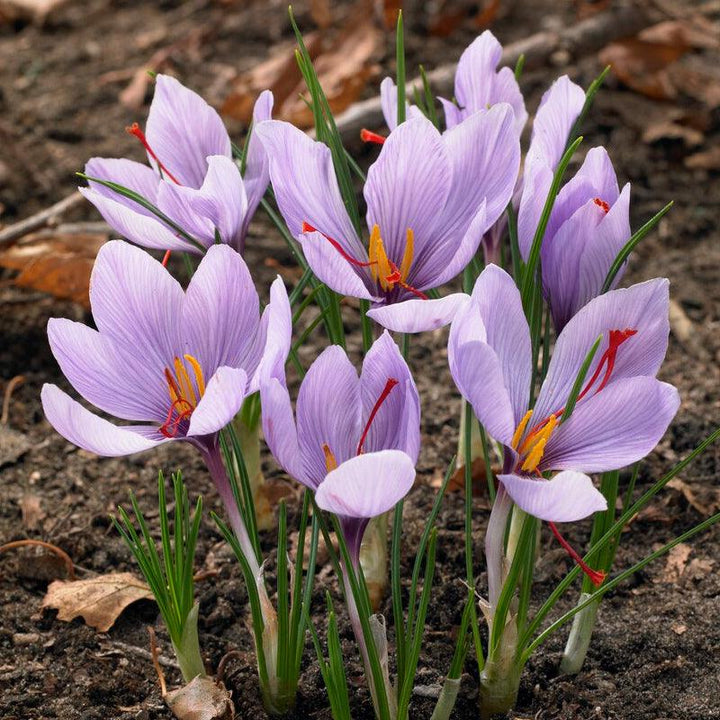 Autumn Crocus vs Saffron Crocus: How to Tell the Difference – Grow Organic