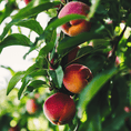 Double Delight Nectarine Tree for Sale - Grow Organic